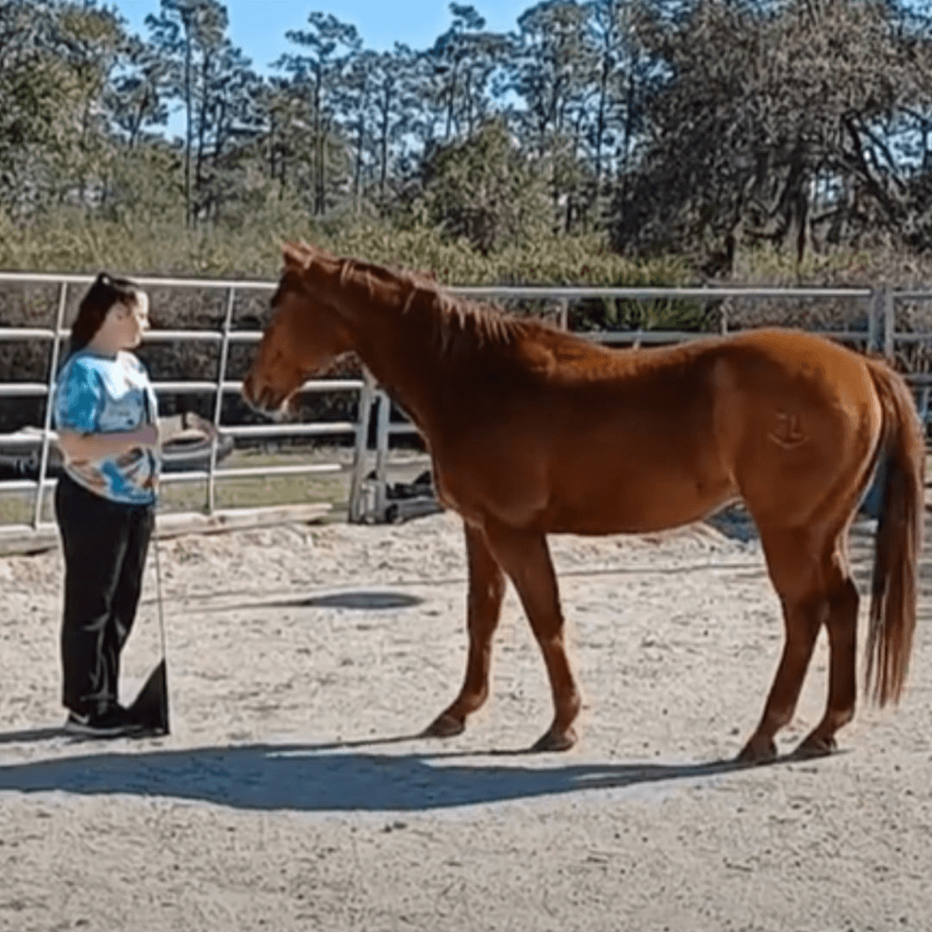 The Importance of taking care of the horses at The Veterans Ranch ...